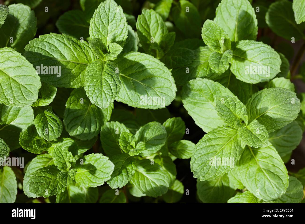 Healthy margin plants hi-res stock photography and images - Alamy
