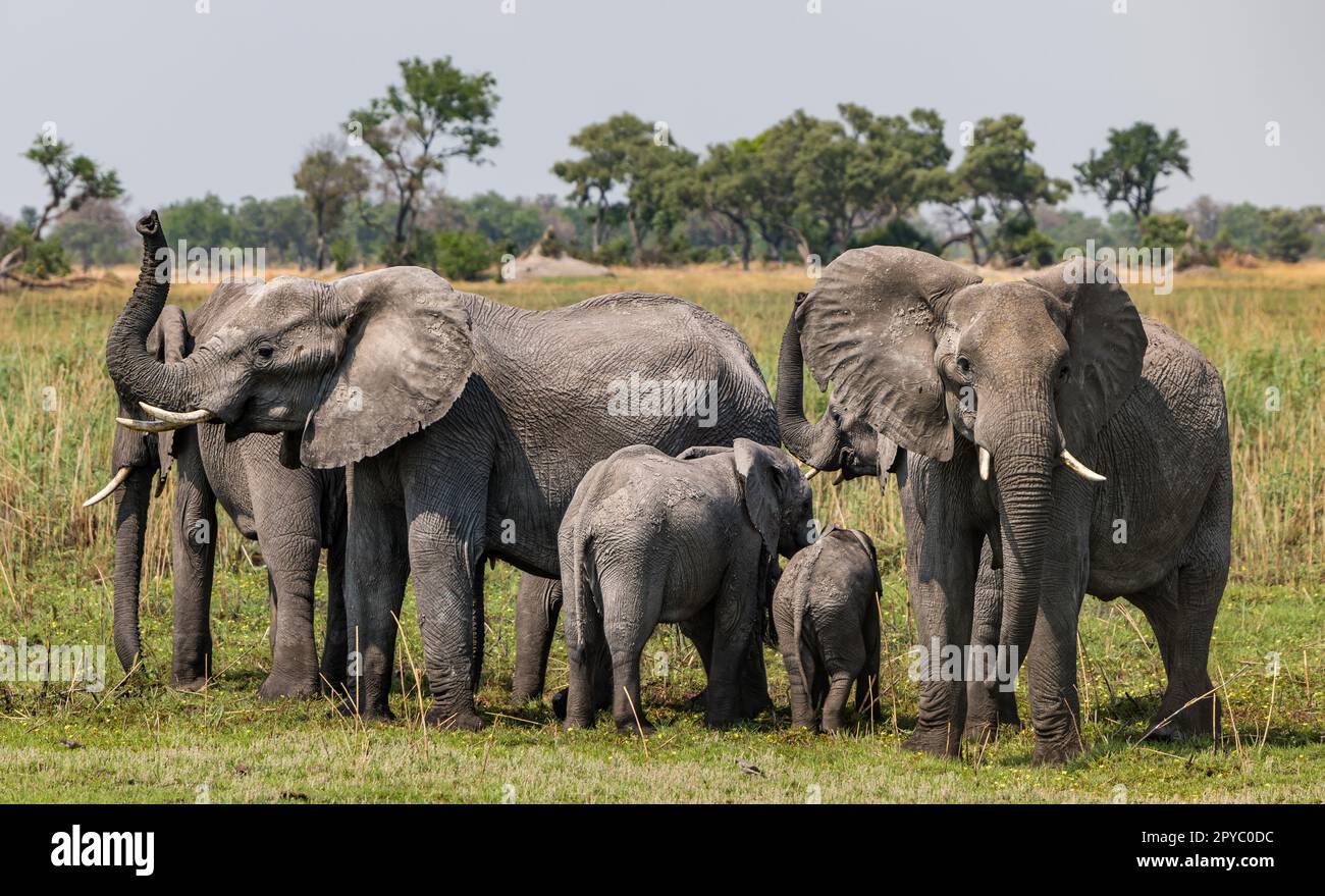 A group of female and young elephants (Loxodonta africana) smelling the ...