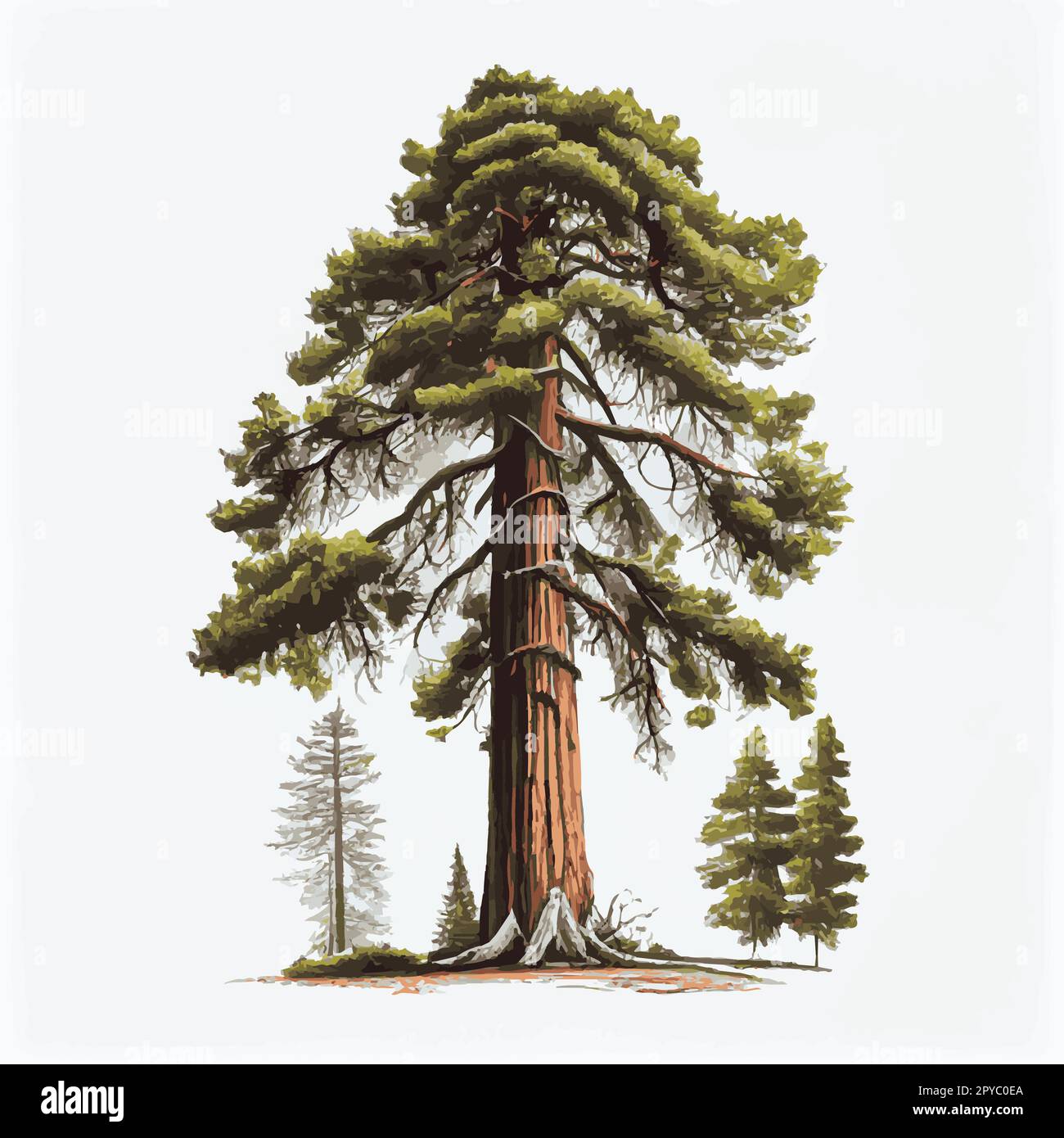 Realistic green tallest tree in the world sequoia on a white background ...