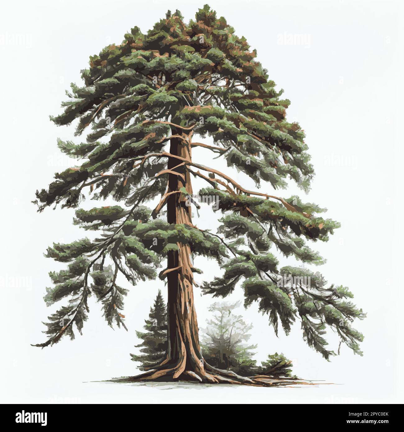 Realistic green tallest tree in the world sequoia on a white background ...