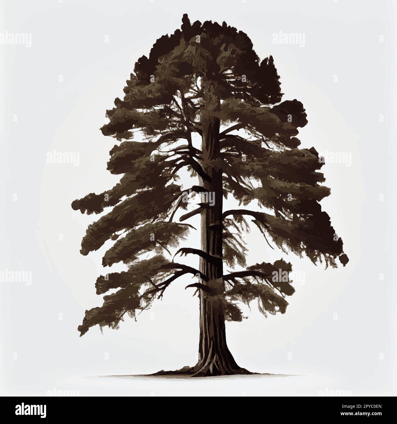 Realistic green tallest tree in the world sequoia on a white background ...