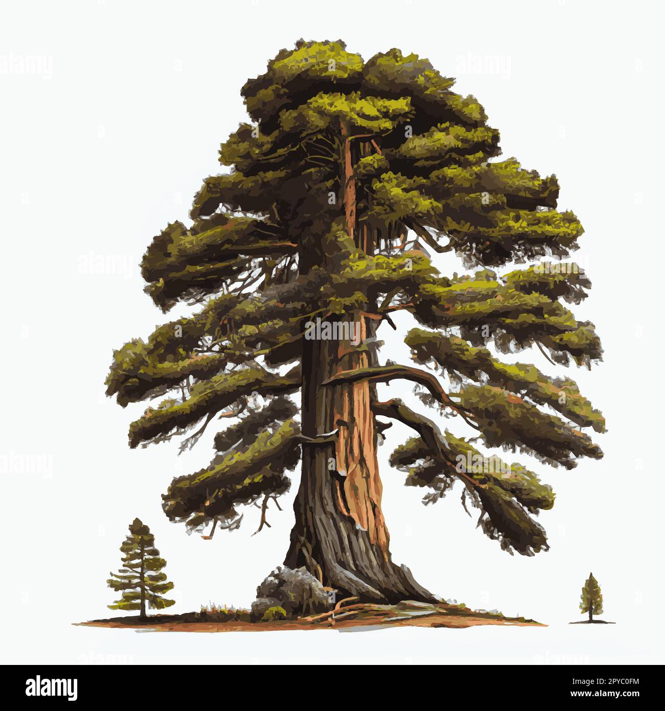 Sequoiadendron Giganteum Illustration