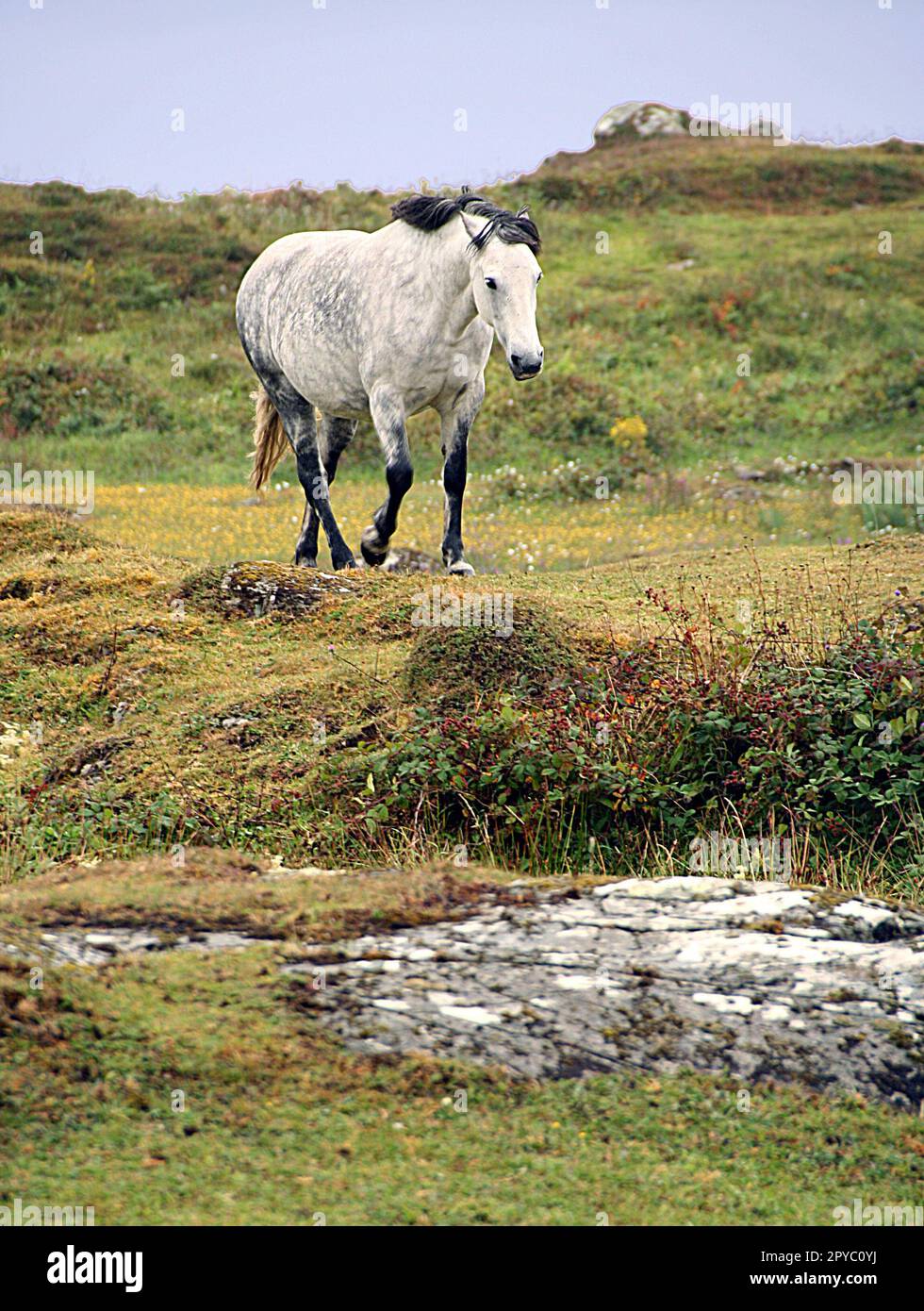 Irish horse ireland hi-res stock photography and images - Alamy