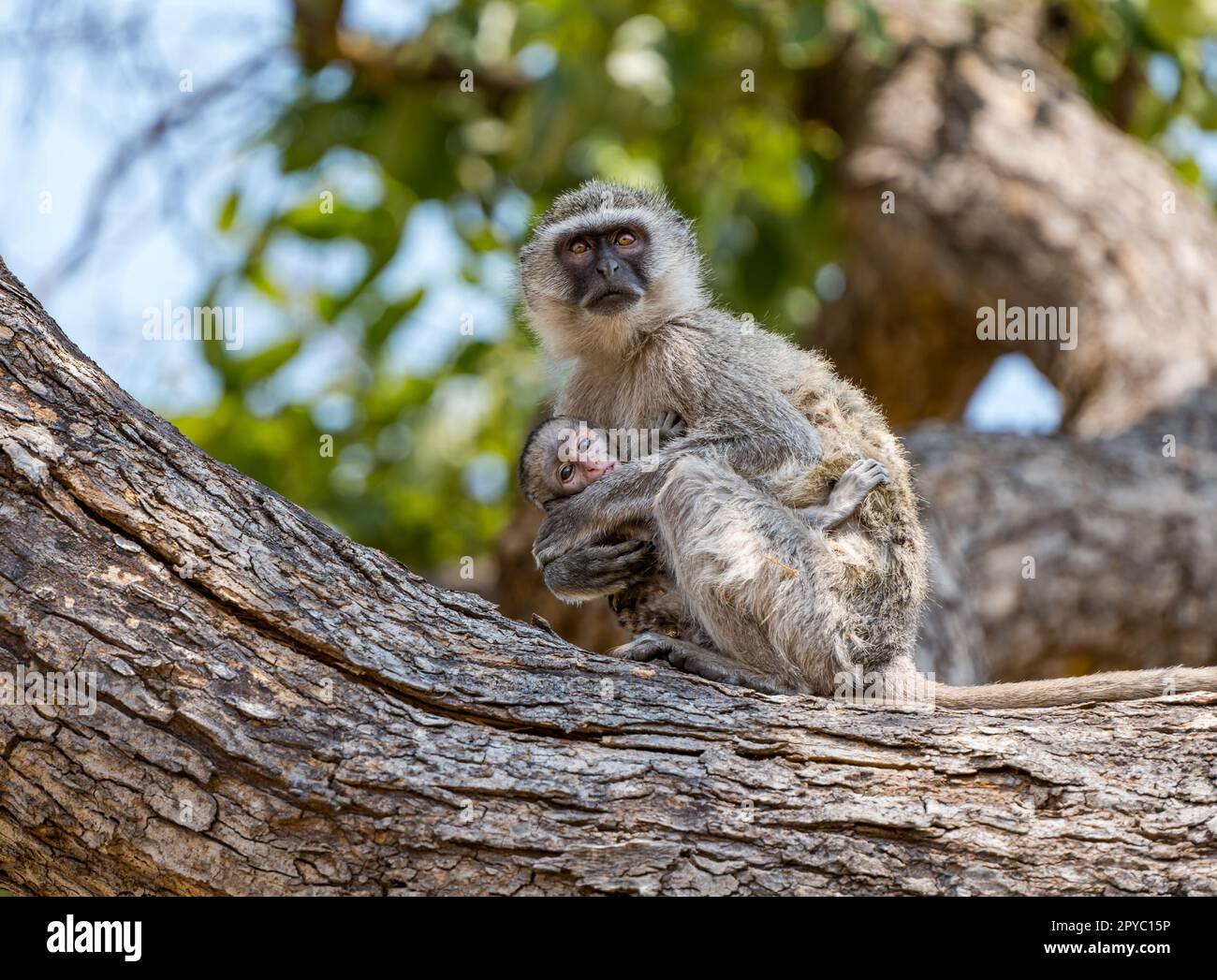 A vervet monkey holding a baby (Chlorocebus pygerythrus) sitting on a ...