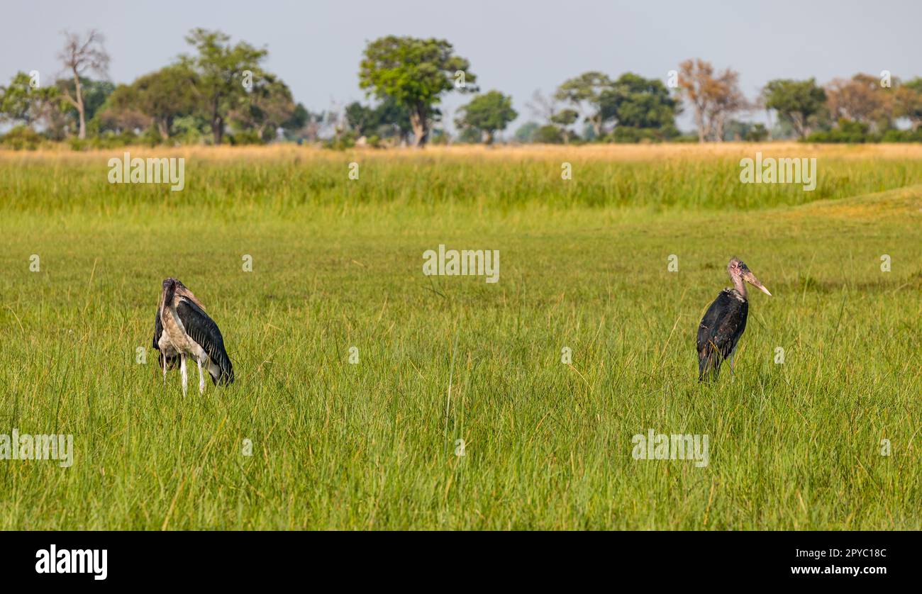 A pair of marabou storks (Leptoptilos crumenifer) in wetland grass ...