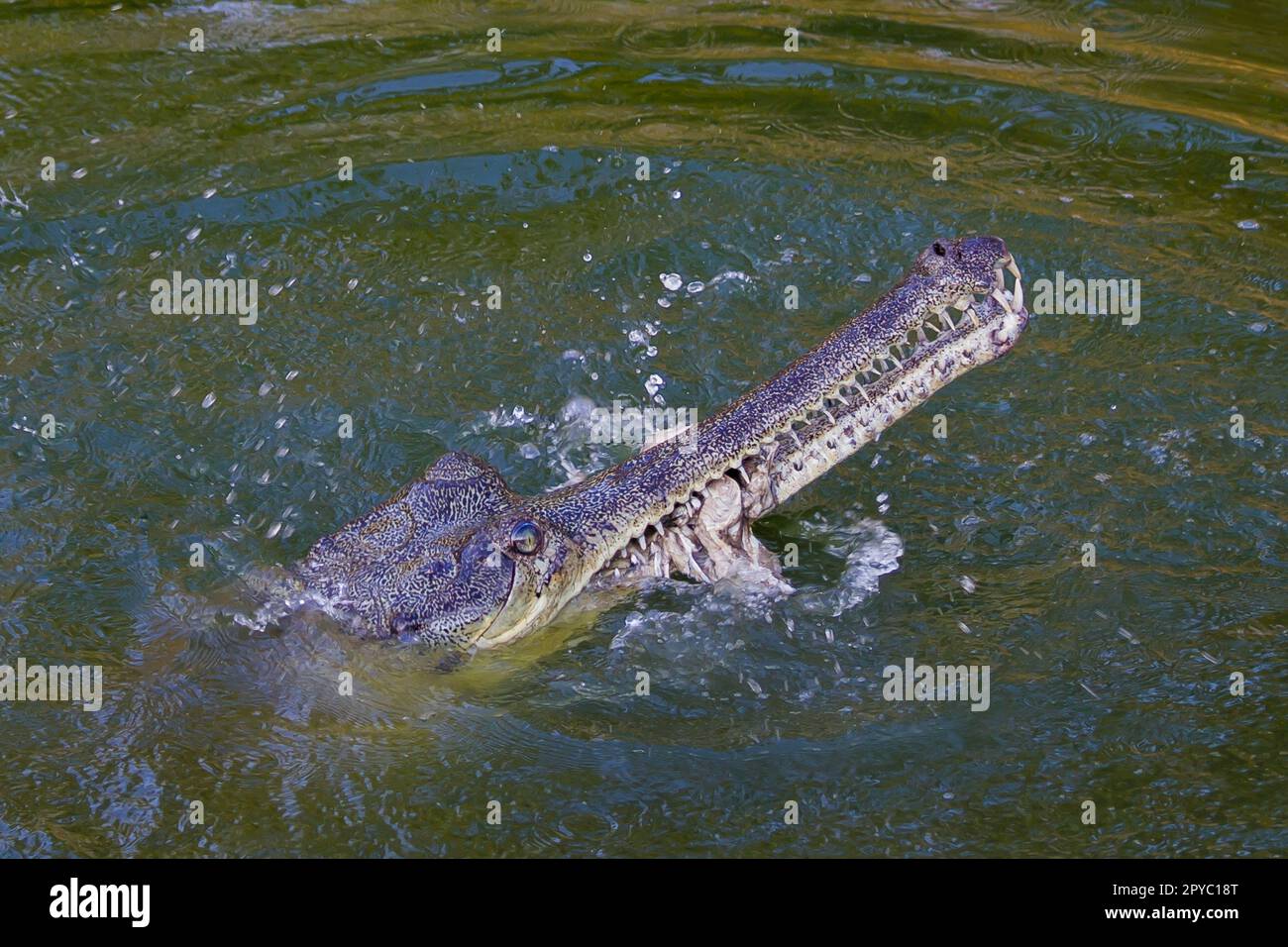 An Indian gharial or gavial or fish eating crocodile head emerging out ...