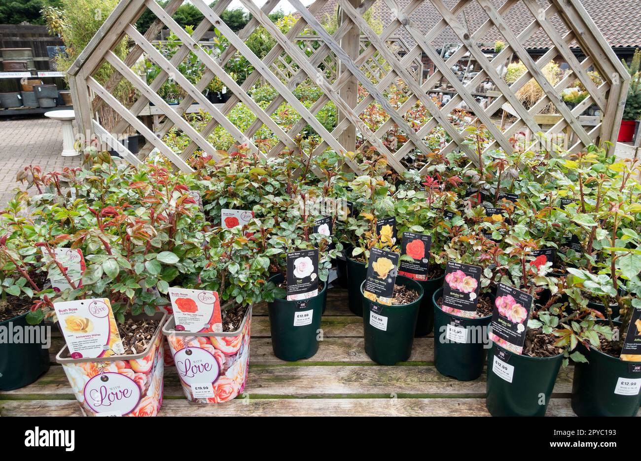 Patio Rose plants for sale in a garden centre Stock Photo - Alamy