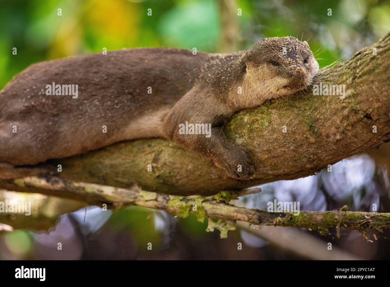 Smooth coated otter lying on a tree branch above a mangrove beach ...