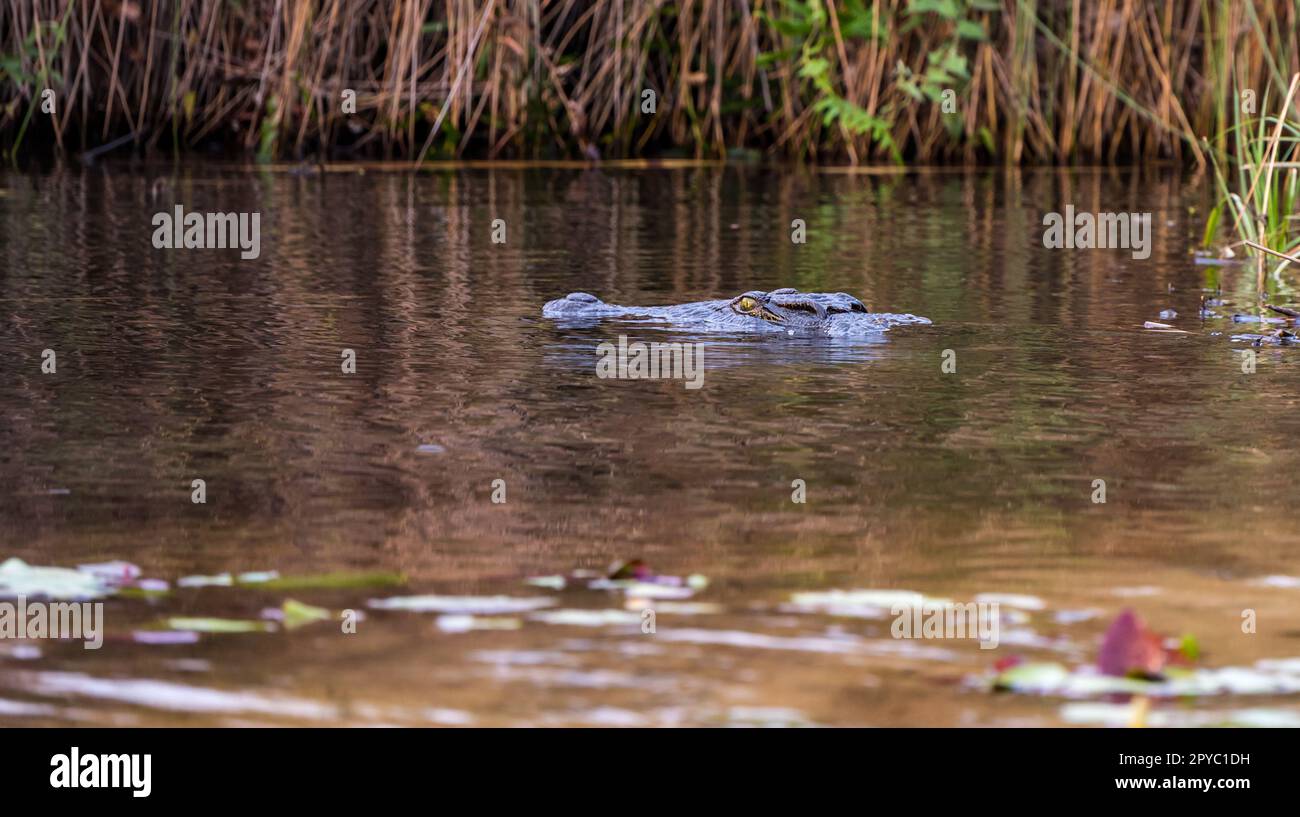 Nile delta hi-res stock photography and images - Alamy