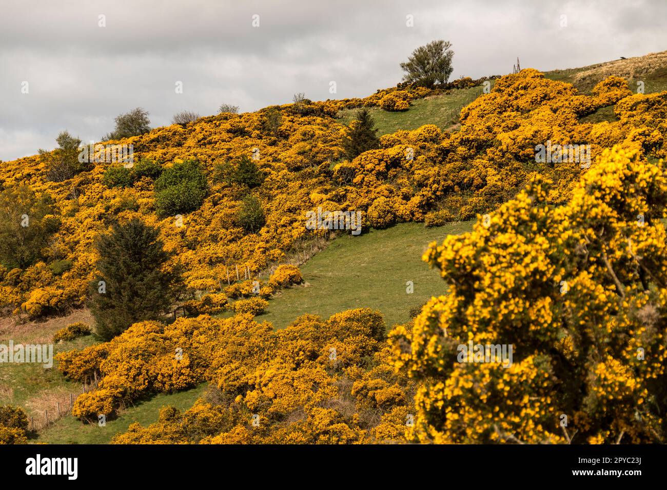 Calmac ferries millport hi-res stock photography and images - Alamy