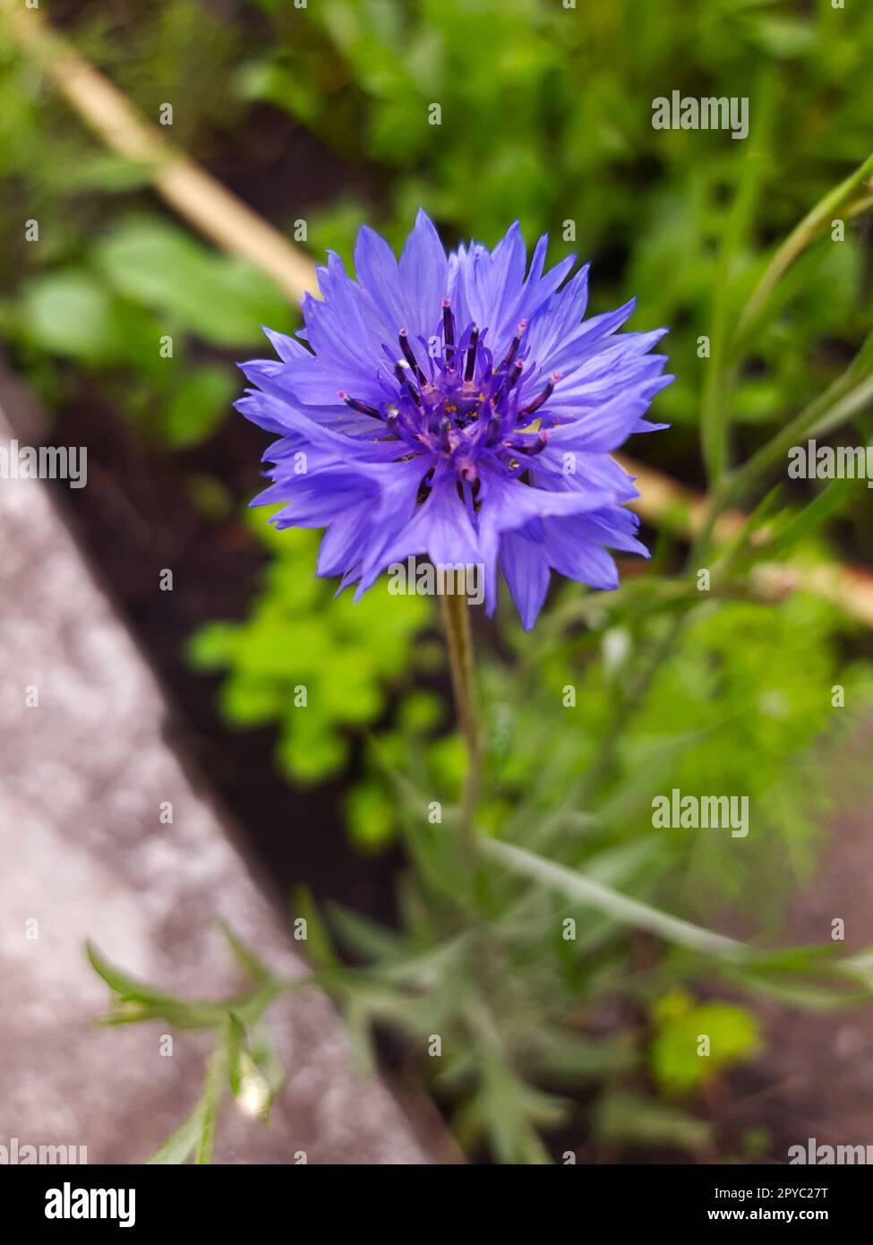 Blue cornflower flower close up Stock Photo - Alamy