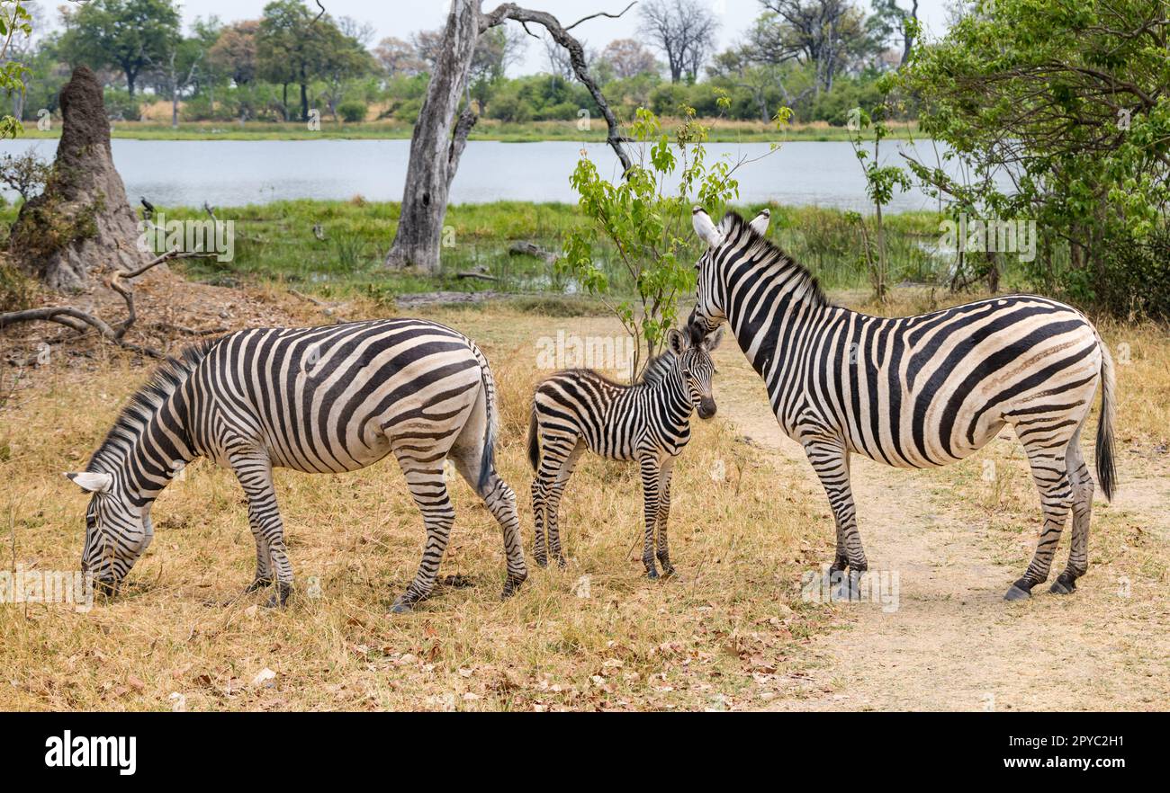 A family of zebra (Equus quagga) with a newborn baby zebra, Okavanga ...