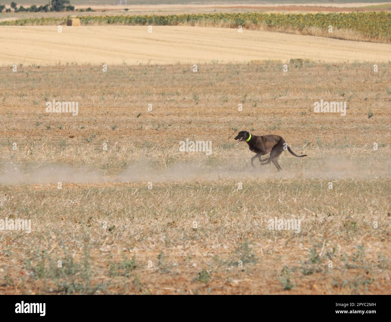 greyhound race fast dog domestic animal field hare hunting Stock Photo ...