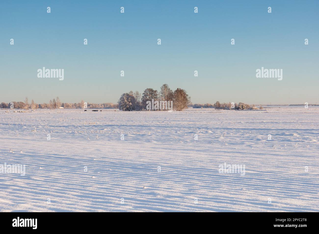 Winter scenery snow field hi-res stock photography and images - Alamy