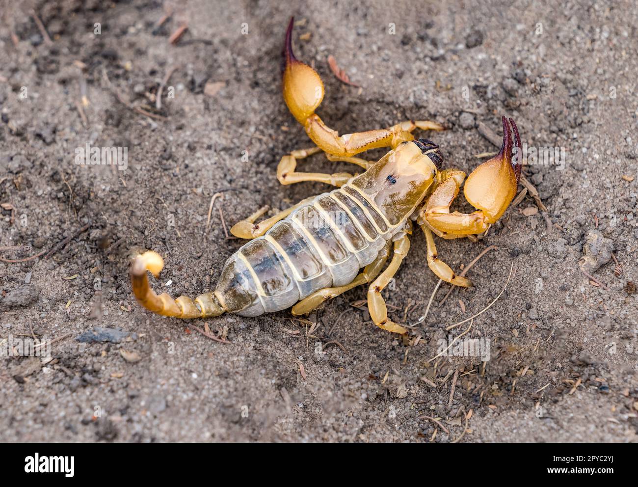 Close up of a poisonous or venomous Kalahari burrower scorpion ...