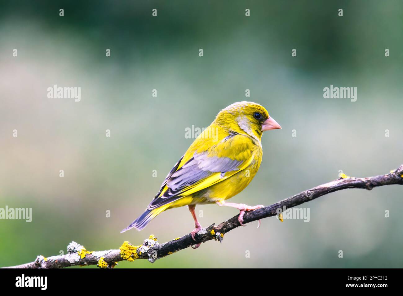 European Greenfinch-The European Greenfinch, or just Greenfinch Stock ...