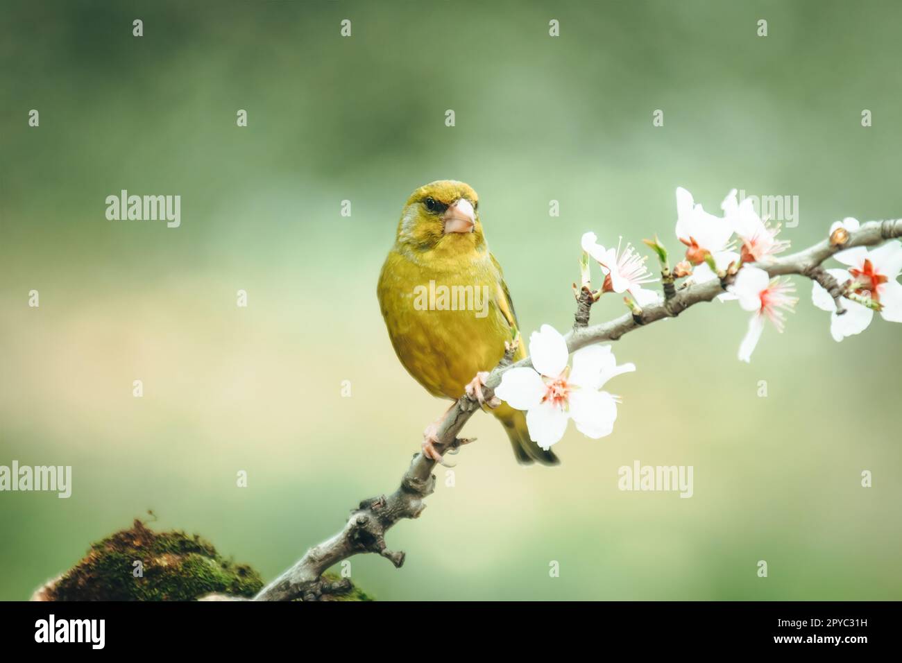 European Greenfinch-The European Greenfinch, or just Greenfinch Stock ...