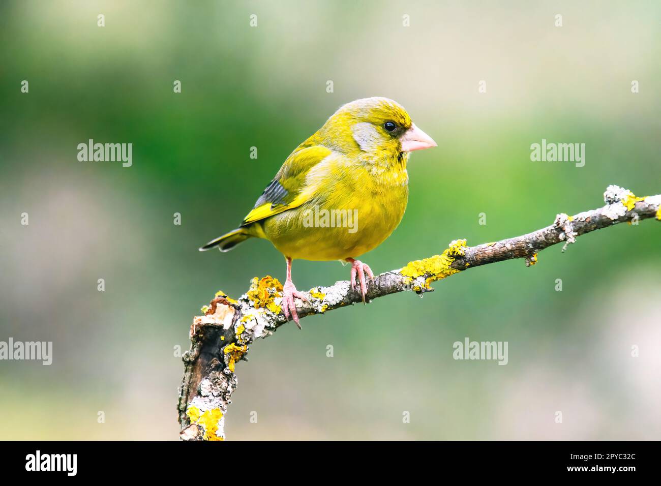 European Greenfinch-The European Greenfinch, or just Greenfinch Stock ...