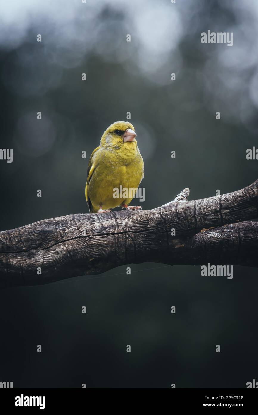 European Greenfinch-The European Greenfinch, or just Greenfinch Stock ...