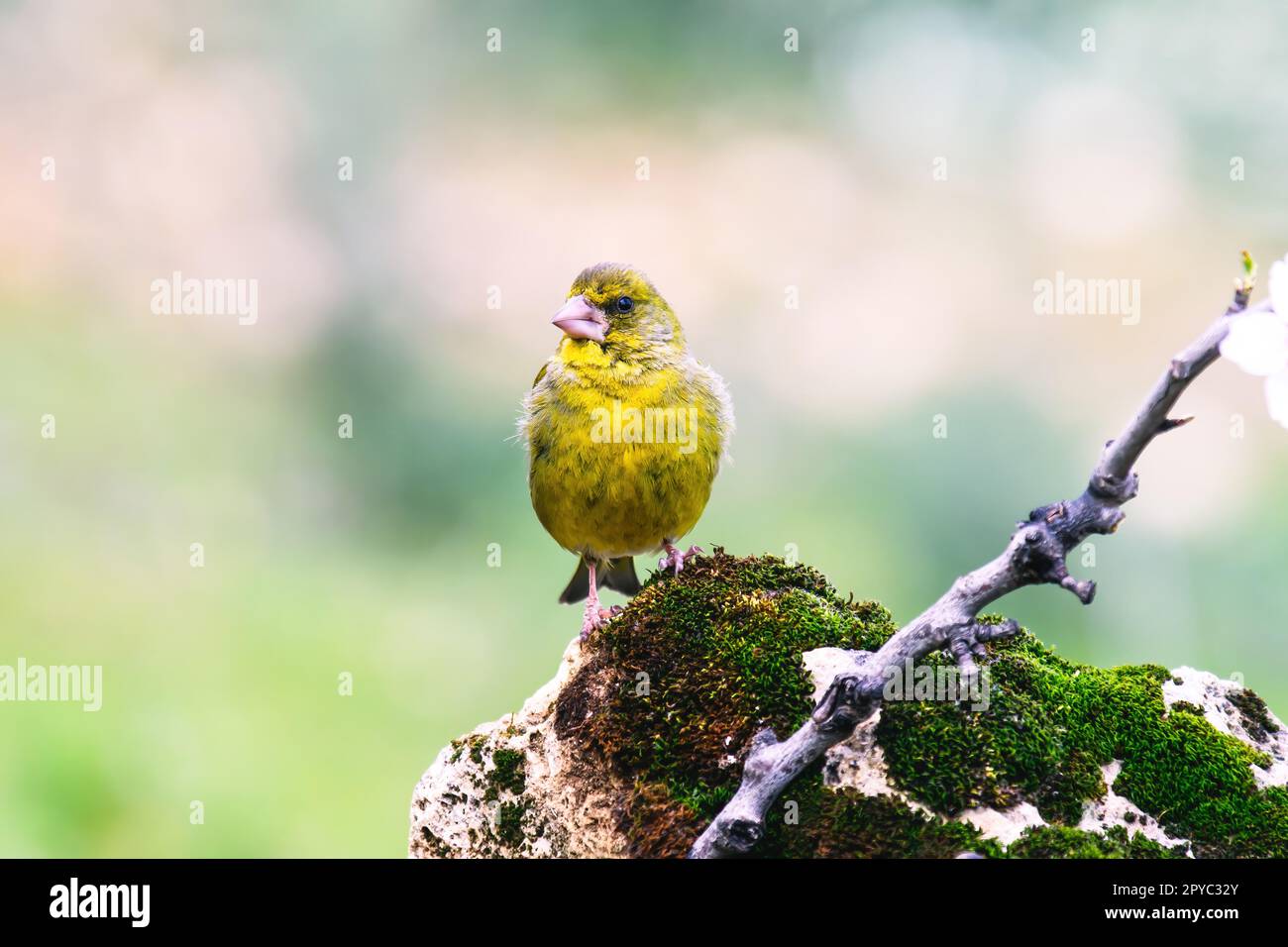 European Greenfinch-The European Greenfinch, or just Greenfinch Stock ...
