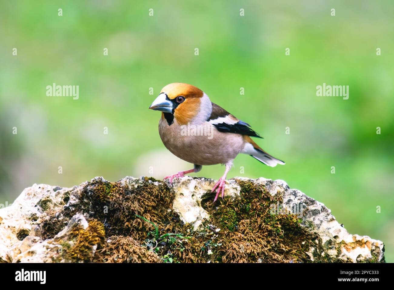 Hawfinch drinking in forest hi-res stock photography and images - Alamy