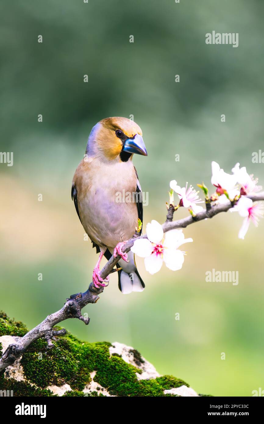 Wild hawfinch hi-res stock photography and images - Alamy
