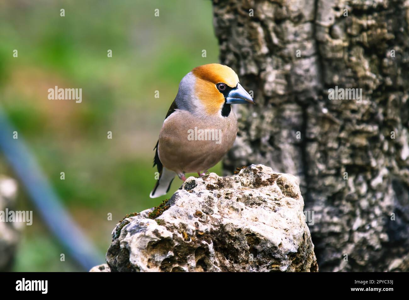 European hawfinch hi-res stock photography and images - Alamy