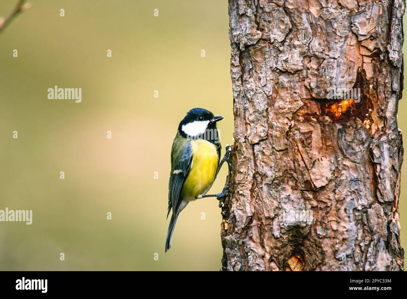 The great tit (Parus major) is a passerine bird in the tit family ...