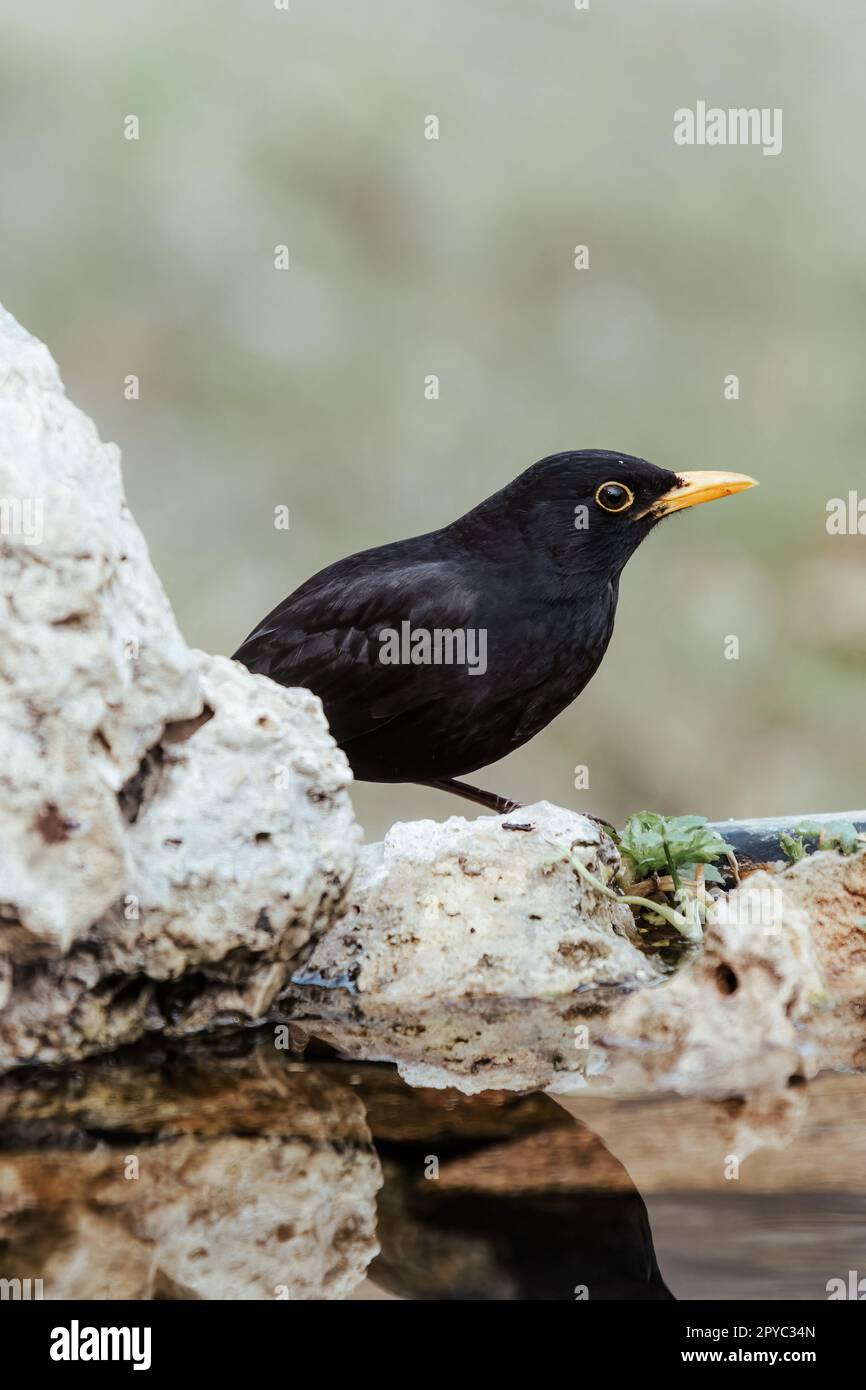 Mirlo turdus merula hi-res stock photography and images - Alamy