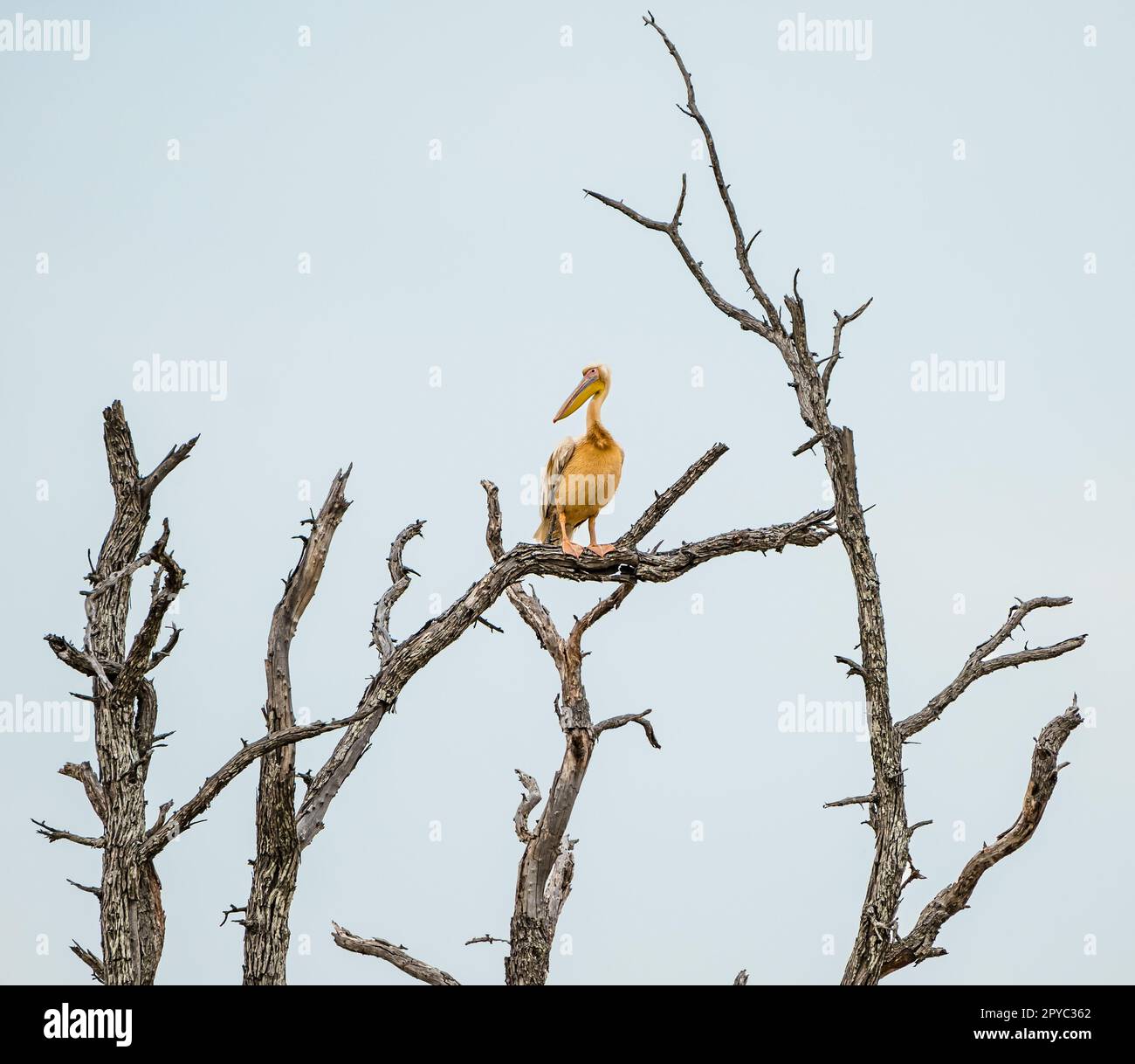 A great white pelican (Pelecanus onocrotalus) perched in a dead tree ...