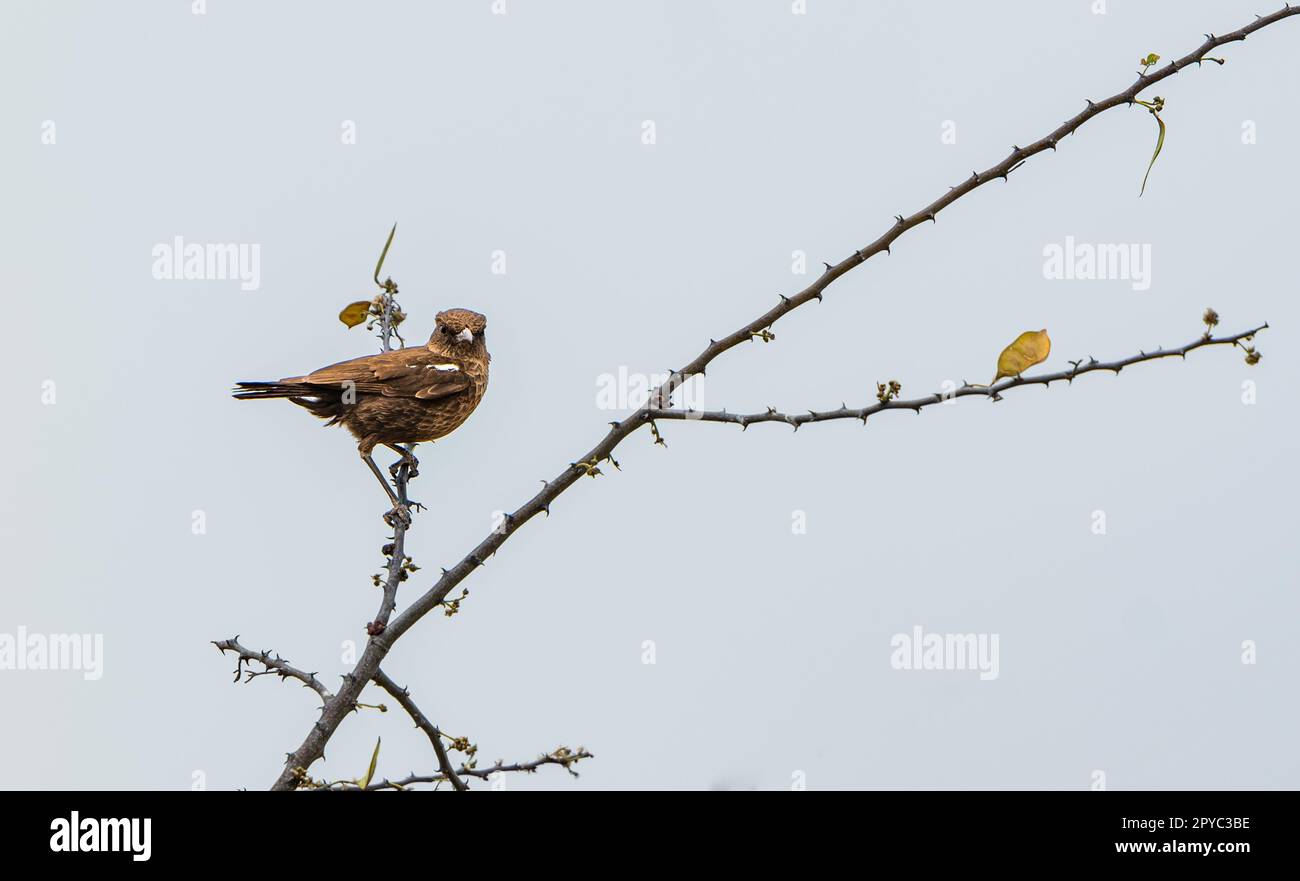 An ant-eating chat (Myrmecocichla formicivora) perched in a tree ...