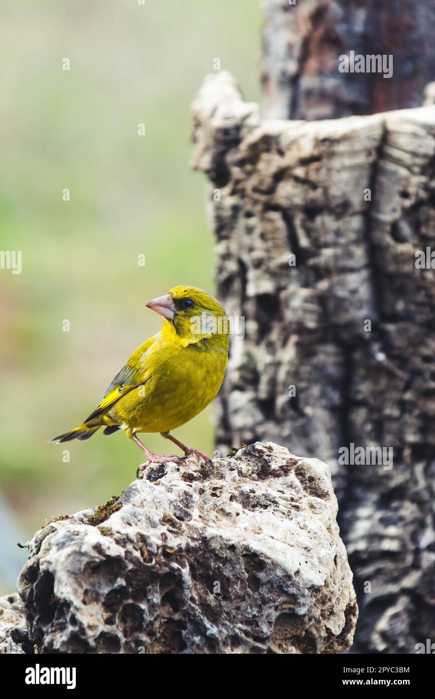 European Greenfinch-The European Greenfinch, or just Greenfinch Stock ...