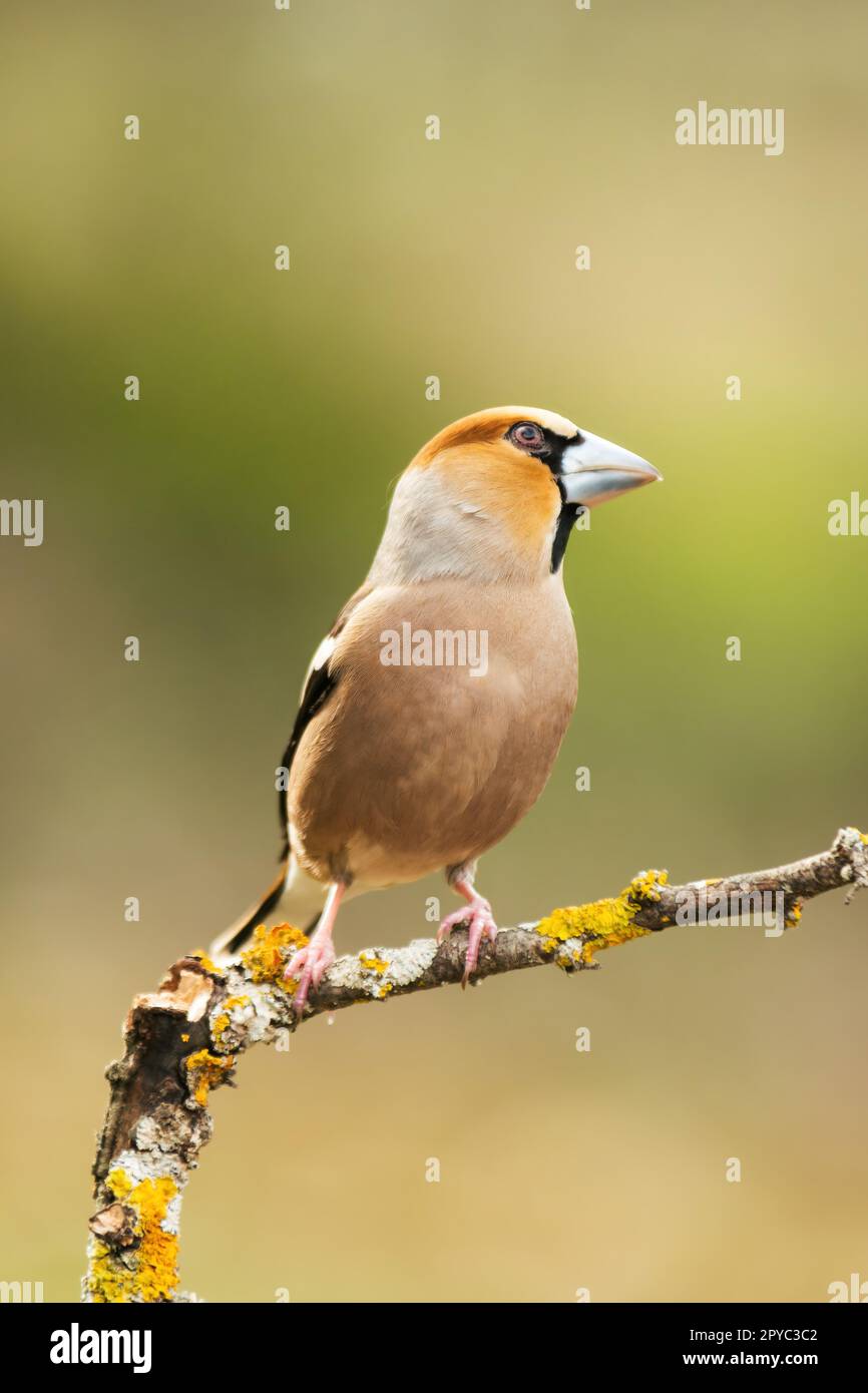 Hawfinch coccothraustes sitting in hi-res stock photography and images ...