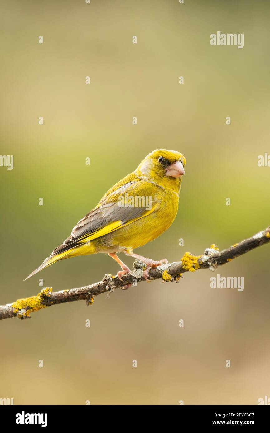 European Greenfinch-The European Greenfinch, or just Greenfinch Stock ...