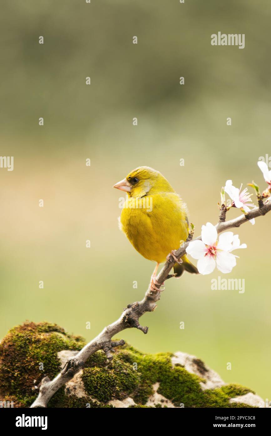 European Greenfinch-The European Greenfinch, or just Greenfinch Stock ...