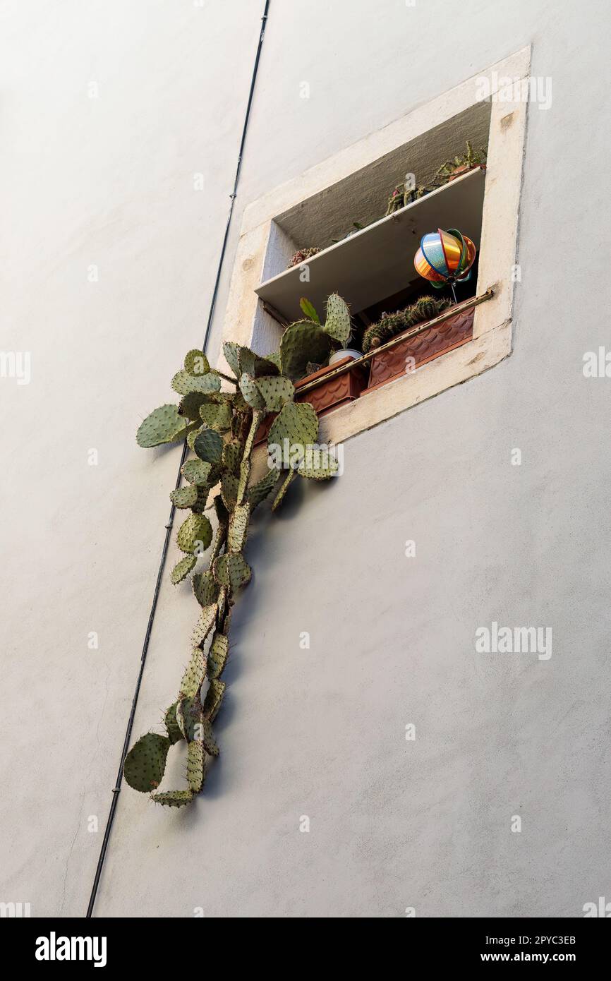 Cactus hanging from a window on a white wall Stock Photo - Alamy