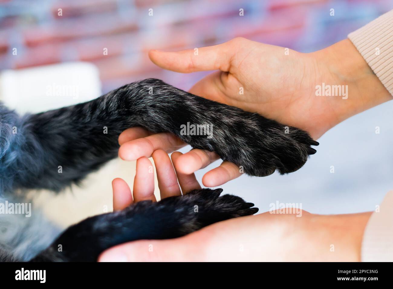 Man holds the dog's paw with love feeding mudi dog. On a brick ...