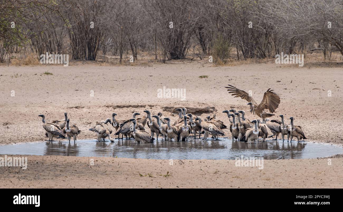 Kalahari birds hi-res stock photography and images - Alamy
