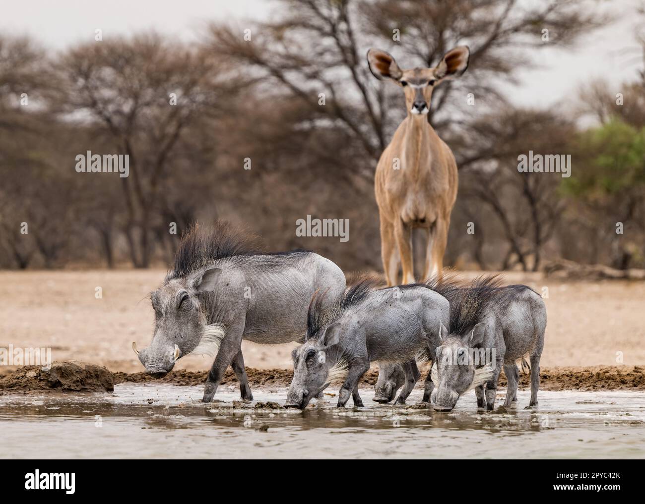 A female kudu antelope (Tragelaphus strepsiceros) and family of ...