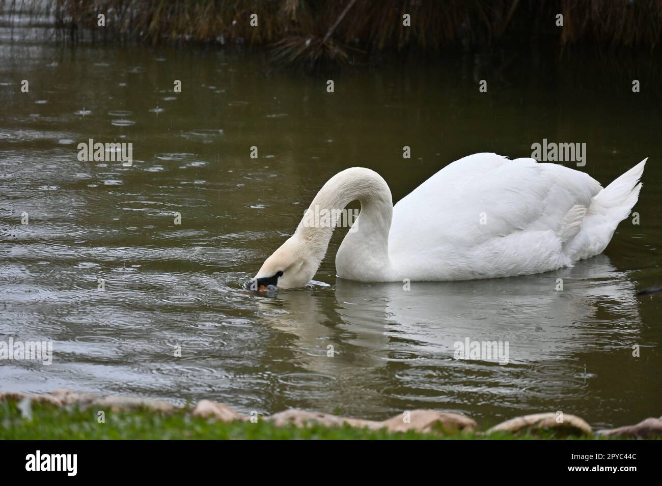 White swan facing left hi-res stock photography and images - Alamy