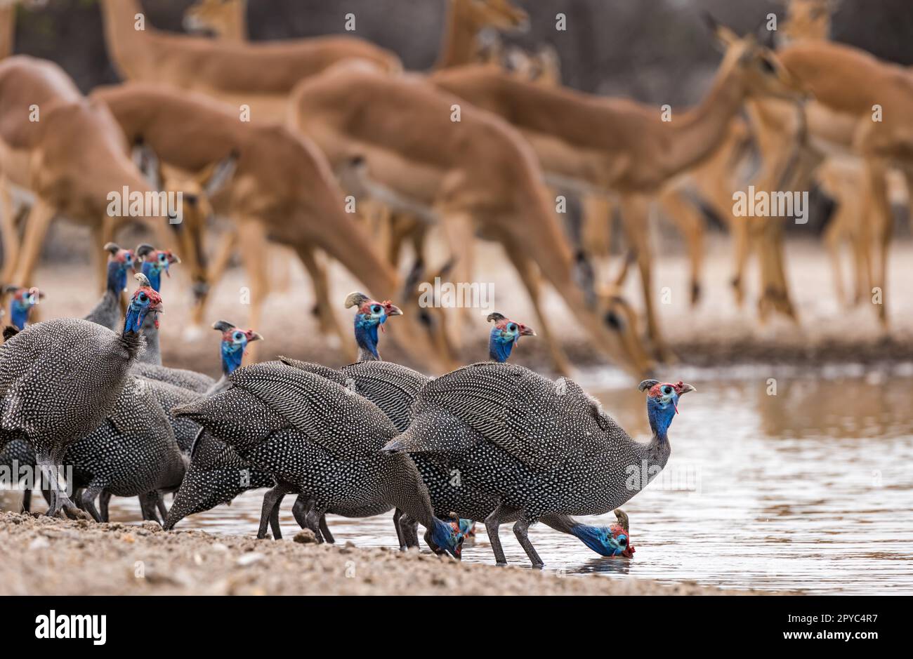 Impala antelope (Aepyceros melampus) drinking at a waterhole with ...