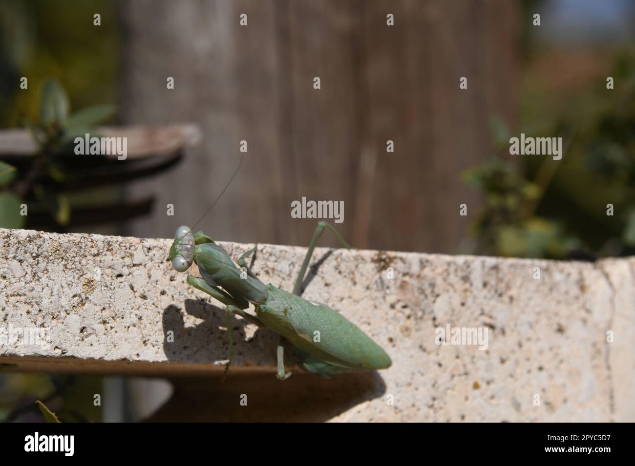 a praying mantis on a bridle in Alicante province, Costa Blanca, Spain ...