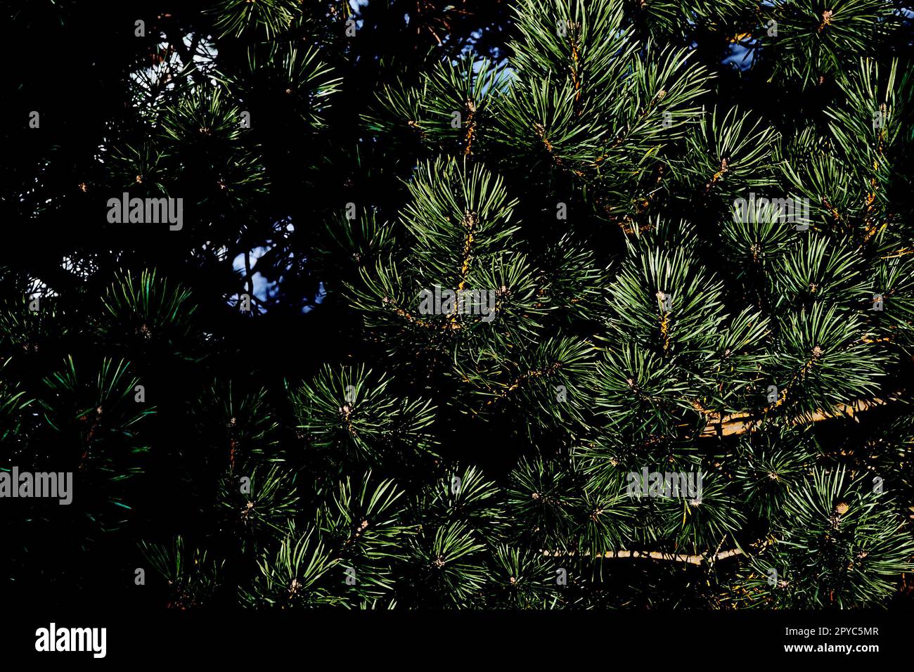 Green saturated spruce branches with needles with shadows background ...