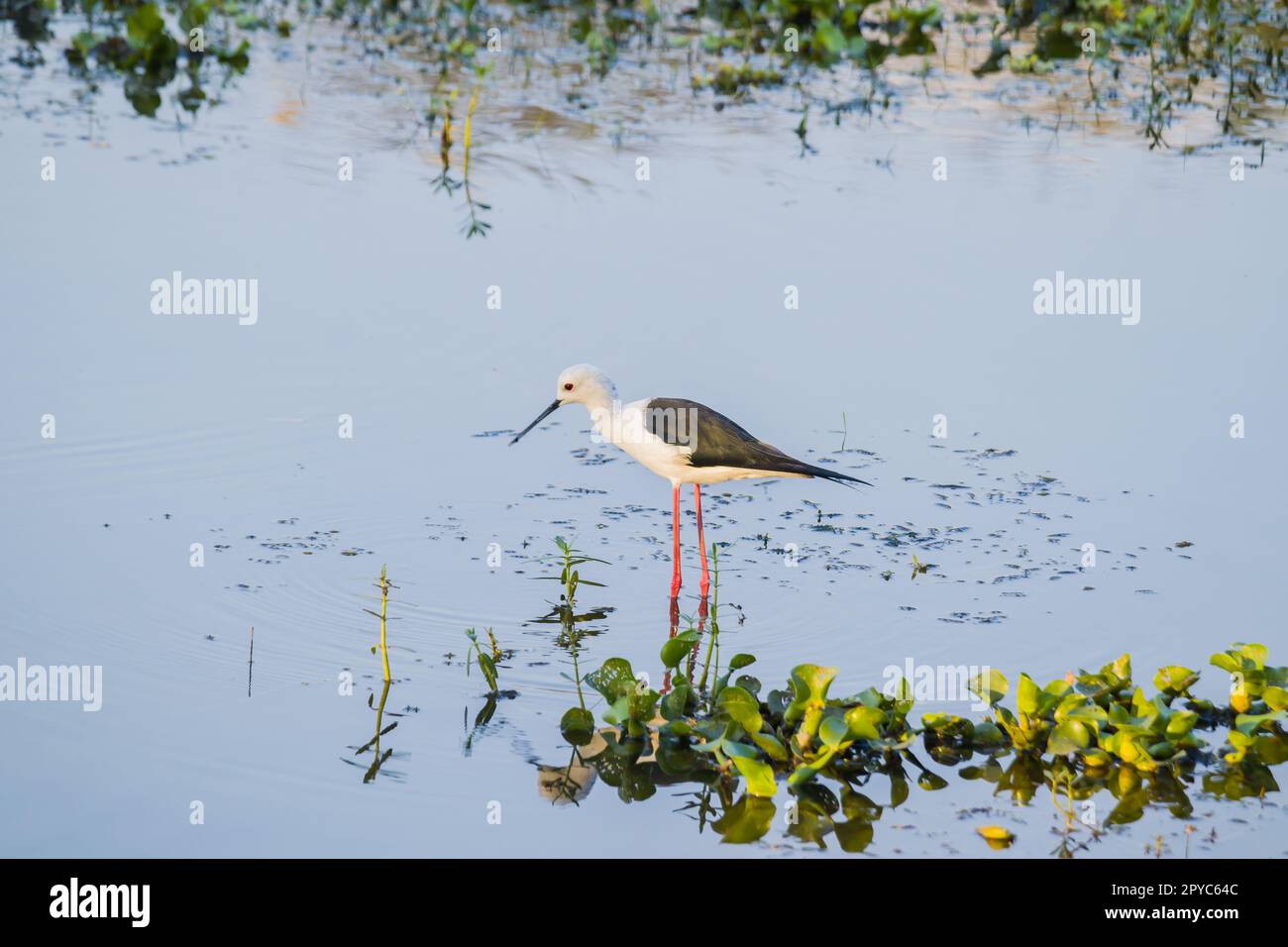 Black winged stilt or pied stilt bird walking on shallow water body or ...