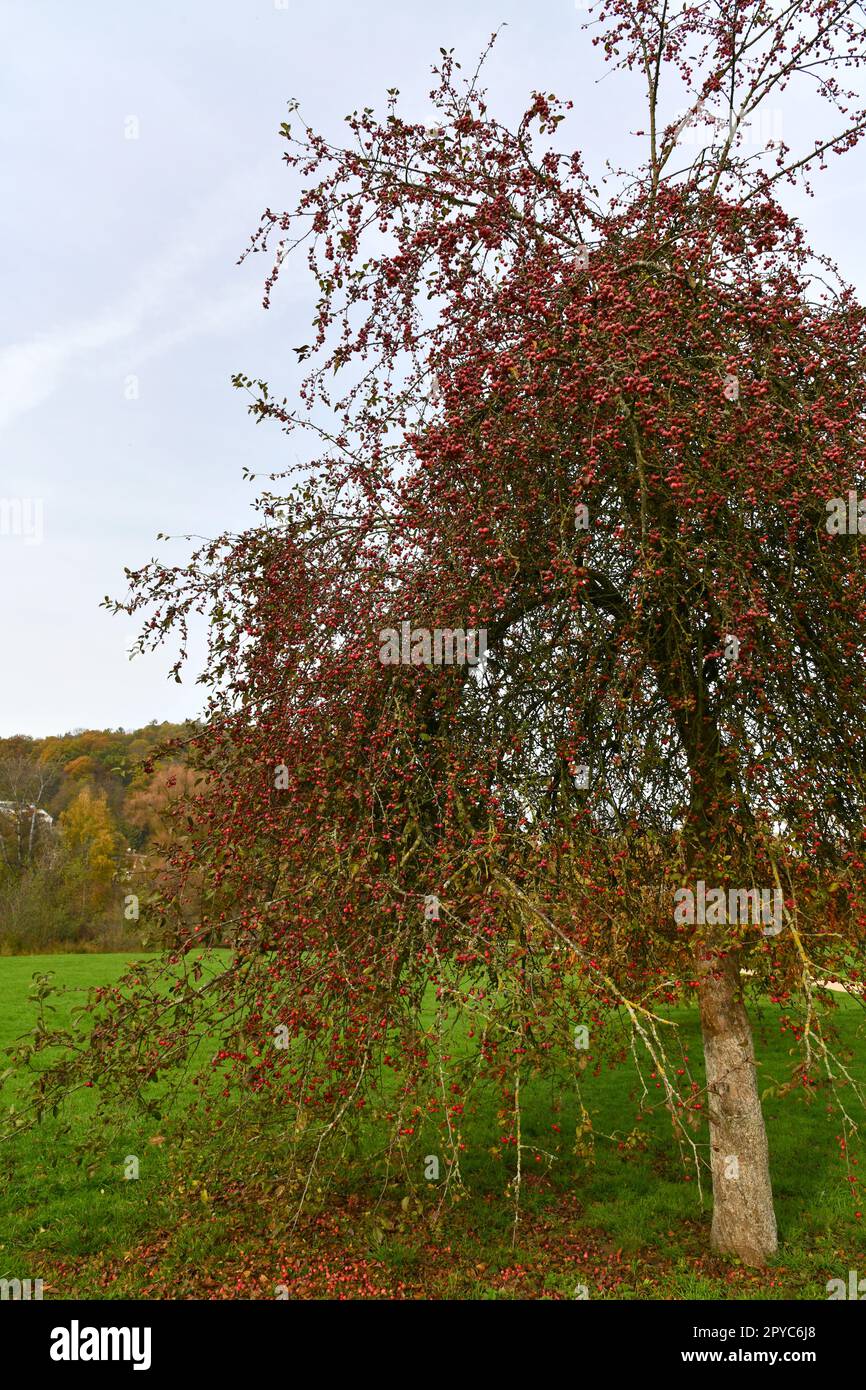 Cherry apple with red fruits- Malus baccata Stock Photo - Alamy
