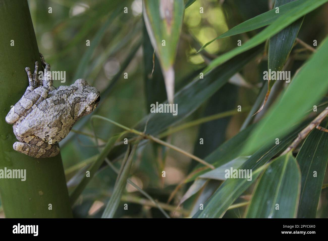 Gray Tree Frog in Bamboo Forest Ready to Jump Stock Photo - Alamy