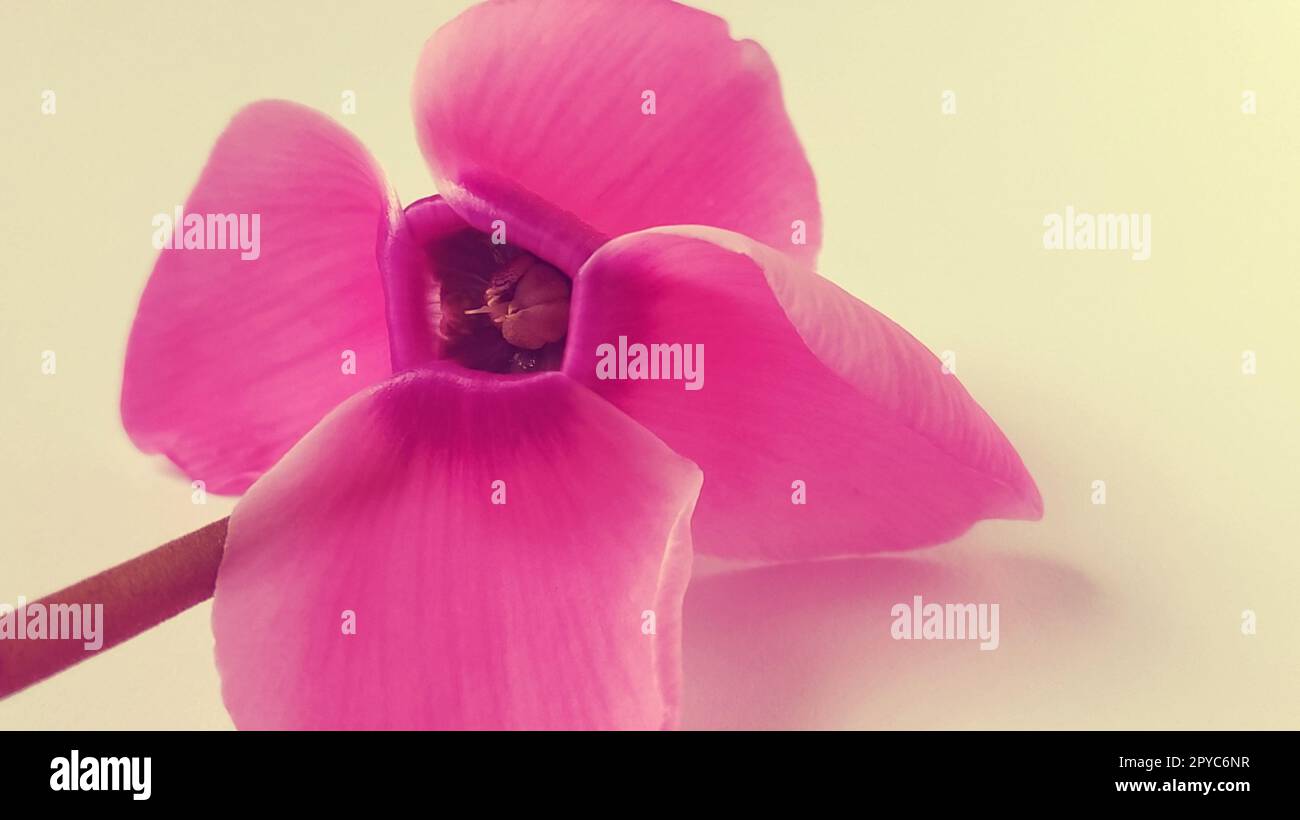 Pink cyclamen flower on a white background. A tender plant is ripped ...