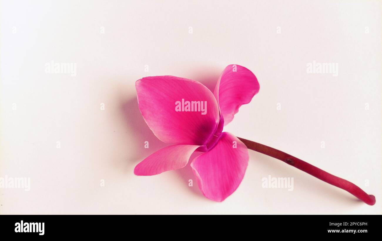 Pink cyclamen flower on a white background. A tender plant is ripped ...