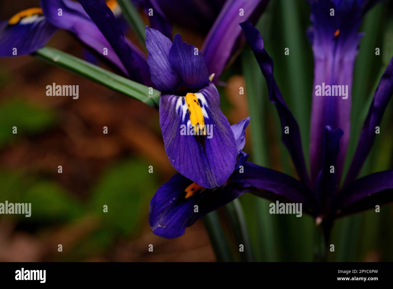 Iris up close hi-res stock photography and images - Alamy