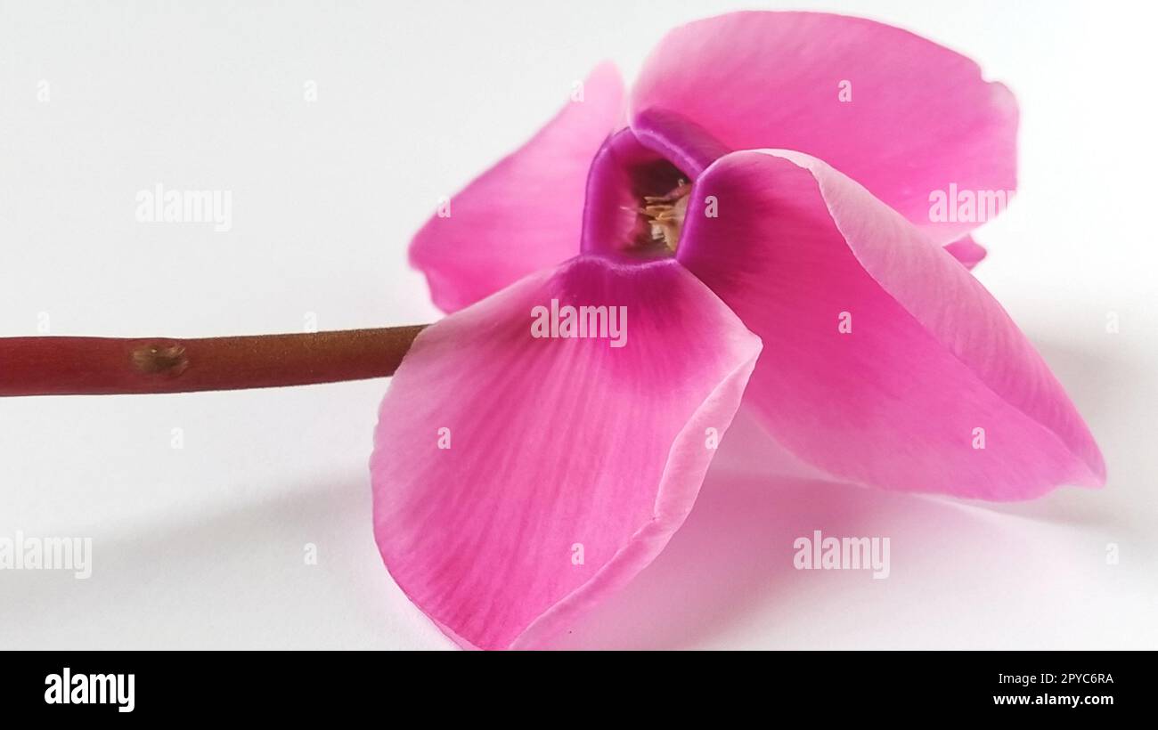 Pink cyclamen flower on a white background. A tender plant is ripped ...